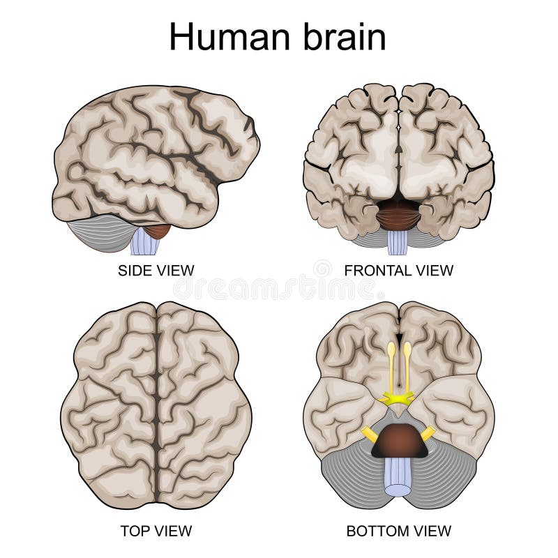 Human brain anatomy stock illustration. Illustration of frontal - 398909305