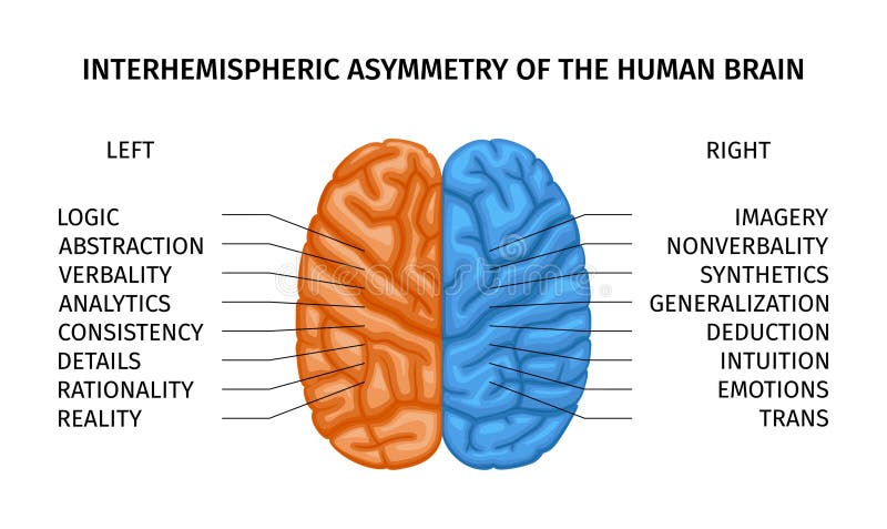 Body Asymmetry Stock Illustrations – 110 Body Asymmetry Stock ...