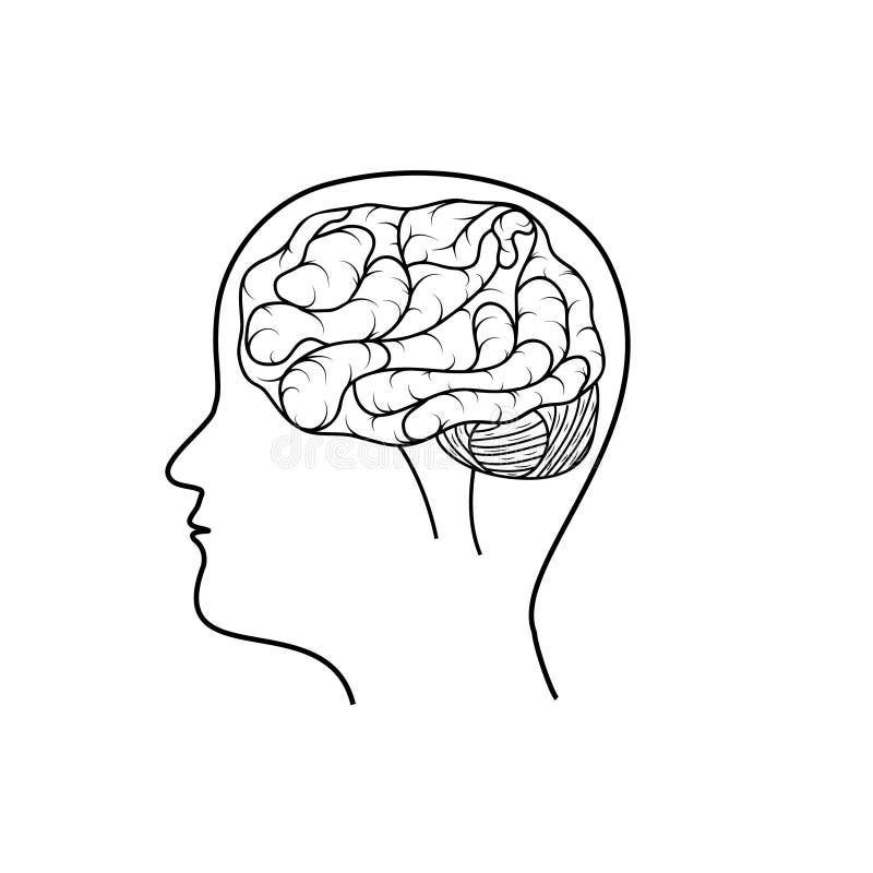 Human Brain, Black Outline, Isolated Vector Illustration in Doodle ...