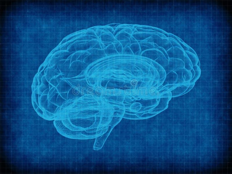 Brain blue stock illustration. Illustration of cerebrum - 15157393