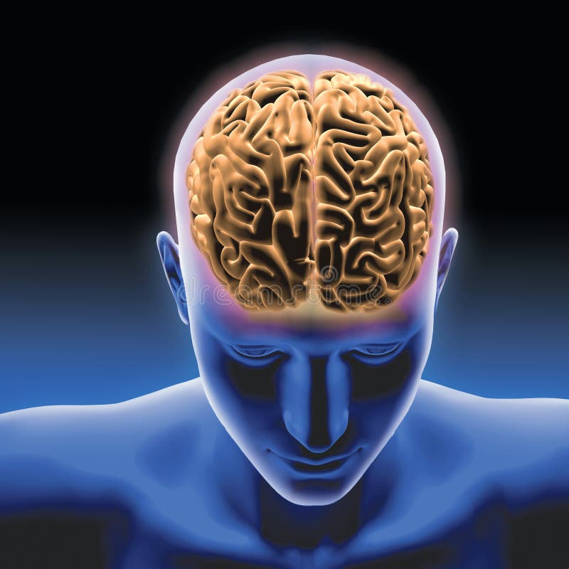 Human Brain Top View Stock Illustrations – 699 Human Brain Top View ...