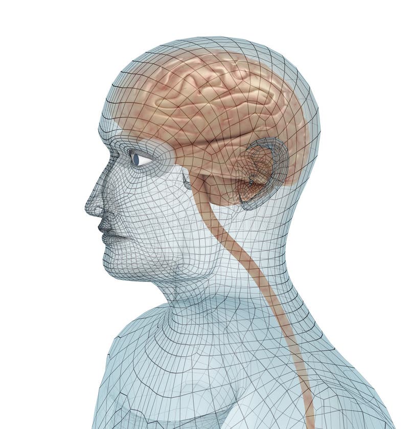 Human brain and body stock illustration. Illustration of genius - 23394283