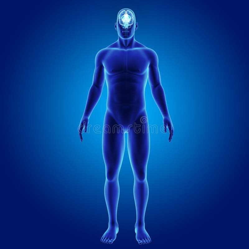 Human Brain with Body Anterior View Stock Illustration - Illustration ...