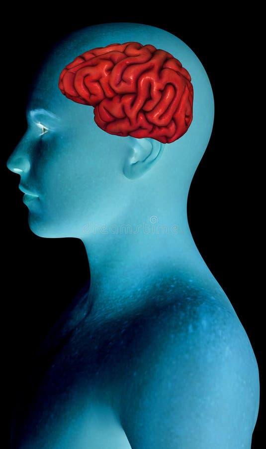 Human Brain Body Part, Thought Stock Illustration - Illustration of ...