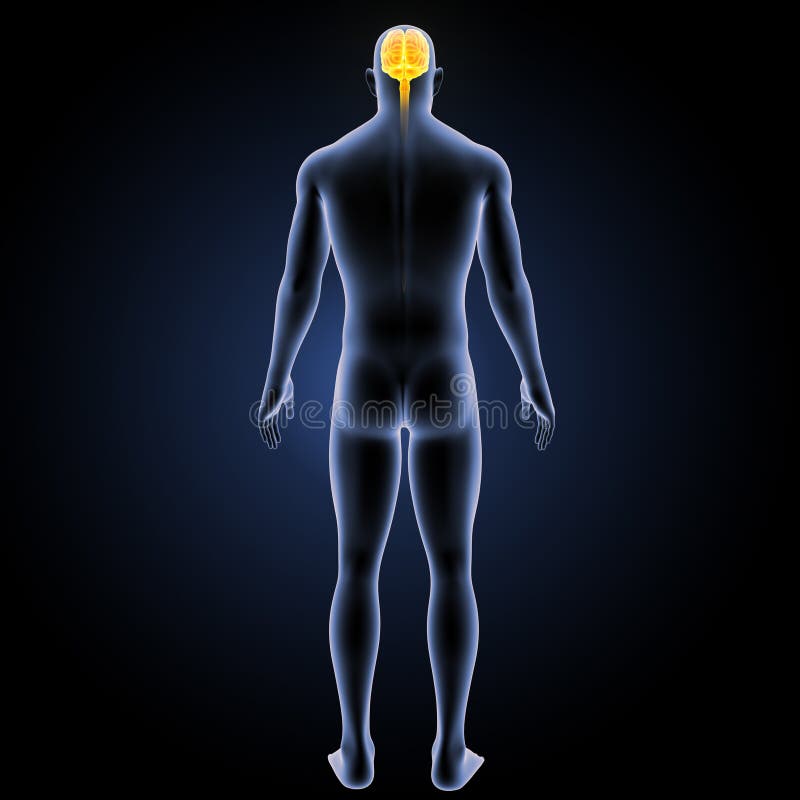 Human Brain with Body Posterior View Stock Illustration - Illustration ...