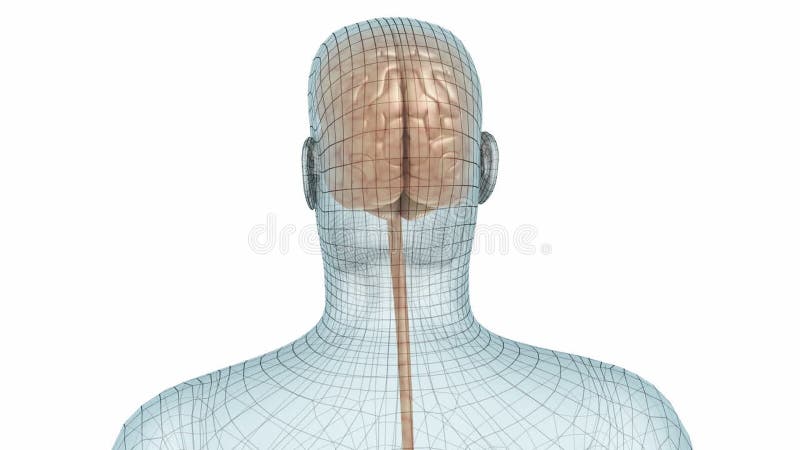 Human Brain and Body Wire Model Stock Video - Video of anatomy, model ...