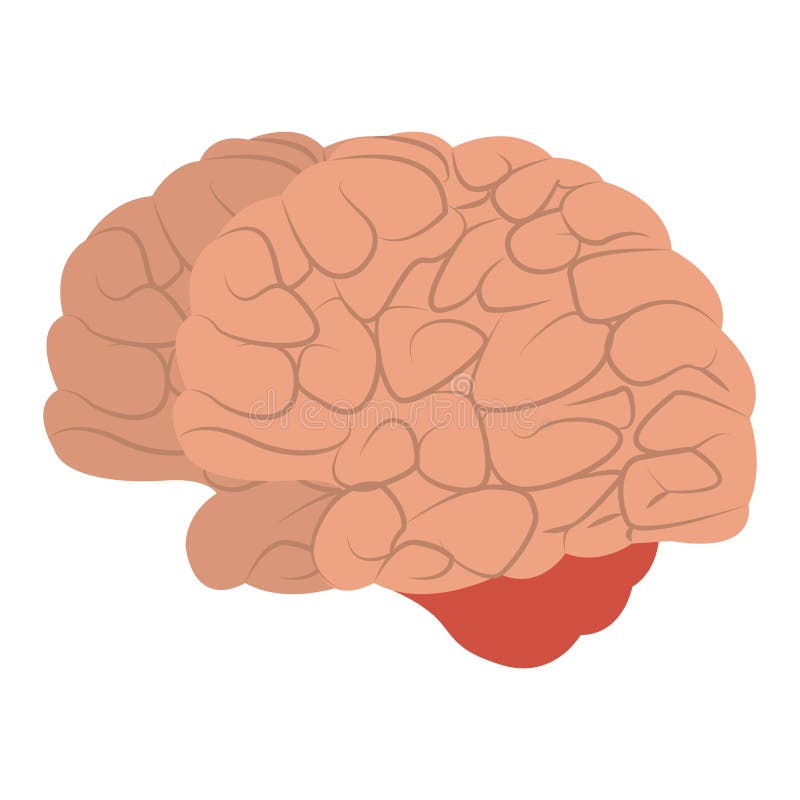 Human brain cartoon stock vector. Illustration of genius - 115845704
