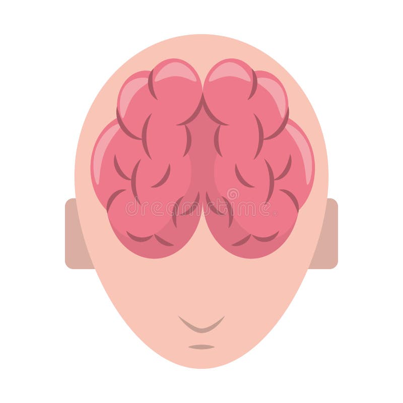 Human brain cartoon stock vector. Illustration of cerebellum - 146859978