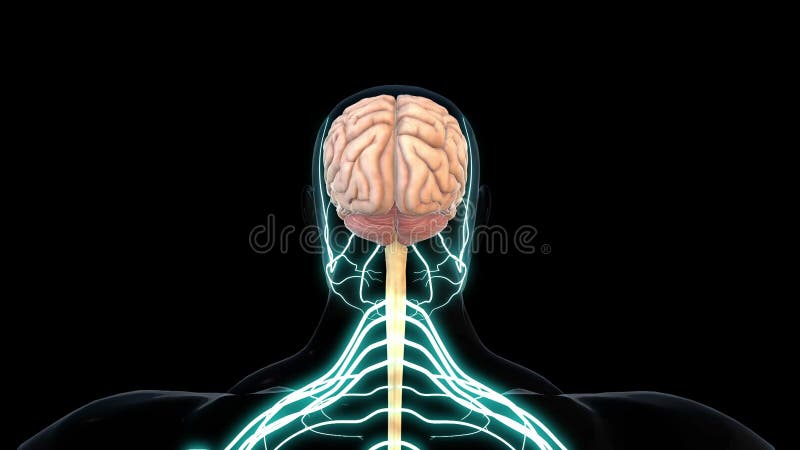 Human Brain Central Nervous System Anatomy for Medical Concept 3D ...