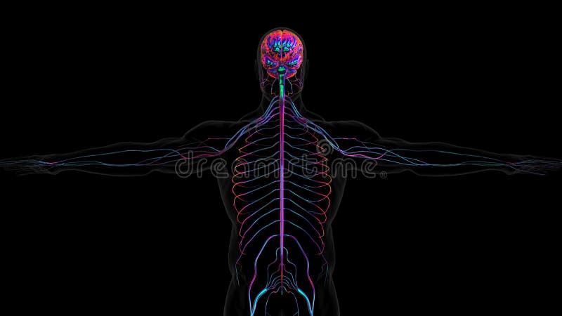 Human Brain with Nervous System 3d Animation Stock Video - Video of ...