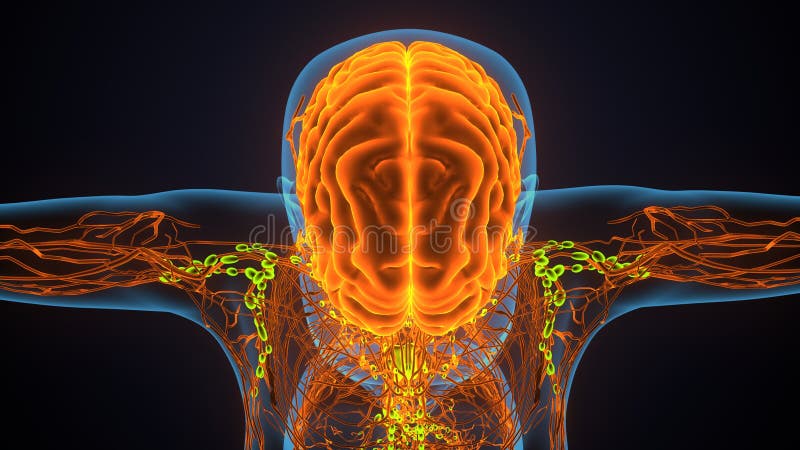 3d Illustration of Human Body Brain Anatomy. Stock Illustration ...