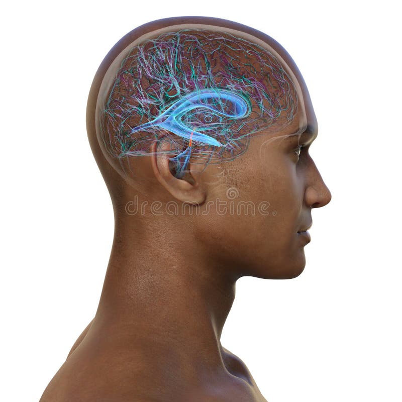 Human Brain with the Cerebral Aqueduct and the Ventricular System, 3D ...