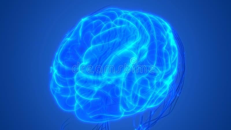 Human Brain with Circulatory System Anatomy Stock Illustration ...