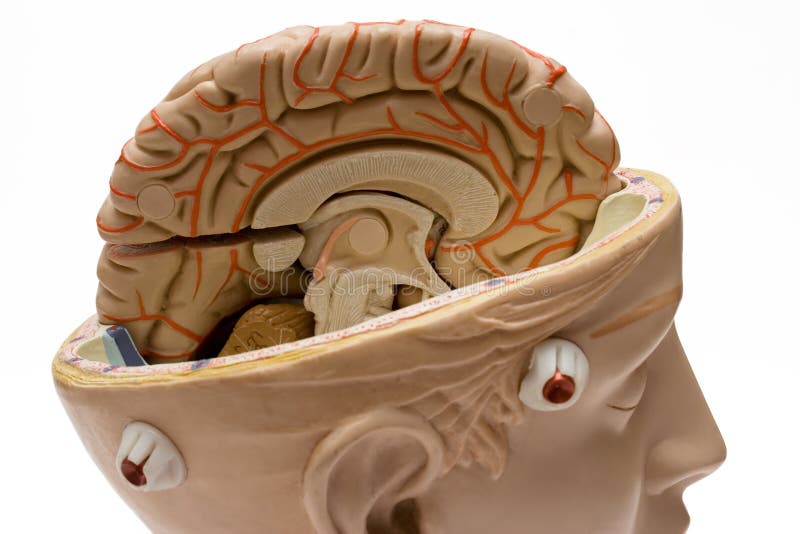 Human Brain (Close View) stock photo. Image of mind, anatomic - 747436