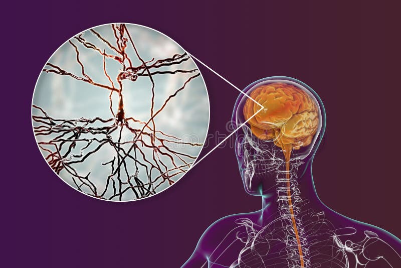 Human Brain with Closeup View of Brain Cells, Neurons Stock ...