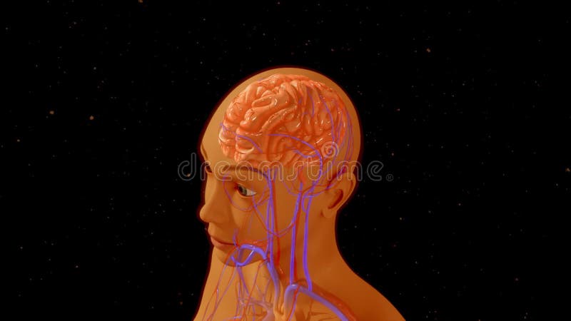 Human Brain stock video. Video of anatomy, neurology - 72516463
