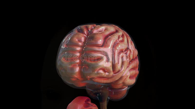 Human Brain with Impulse Receiving and Transmitting Stock Video - Video ...