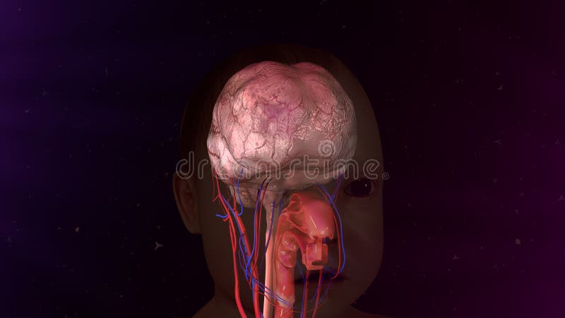 Human Brain stock photo. Image of metabolism, brainstem - 73449298