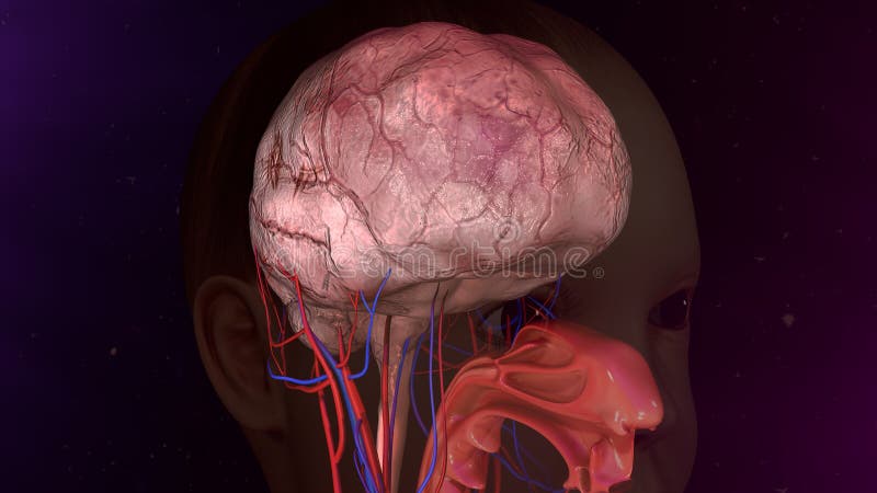 Human Brain stock illustration. Illustration of carotid - 73449304