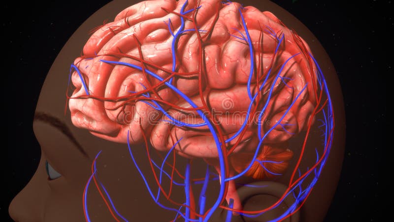 Human Brain stock photo. Image of nerves, areas, cerebellum - 76444934