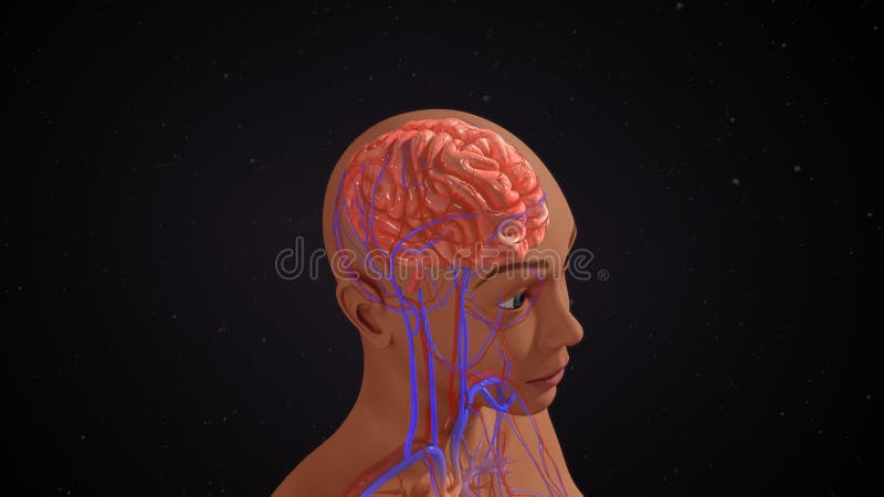 Human Brain stock image. Image of fornix, medulla, cerebrum - 73449805