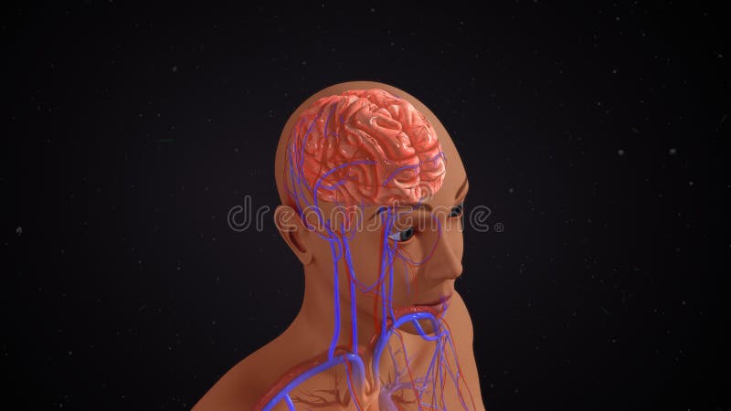 Human Brain stock image. Image of meninges, hypothalamus - 73449811