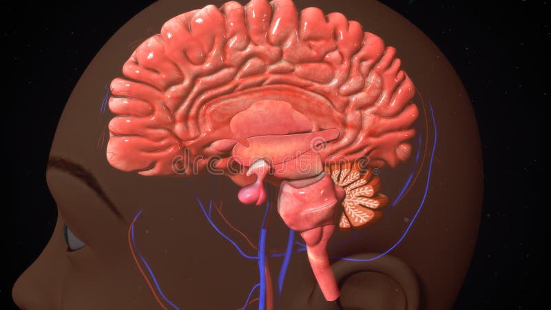 Human Brain stock photo. Image of nerves, areas, cerebellum - 76444934