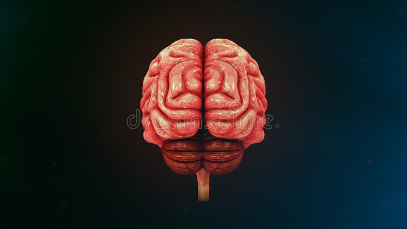 Human Brain stock image. Image of meninges, nerves, carotid - 73450671