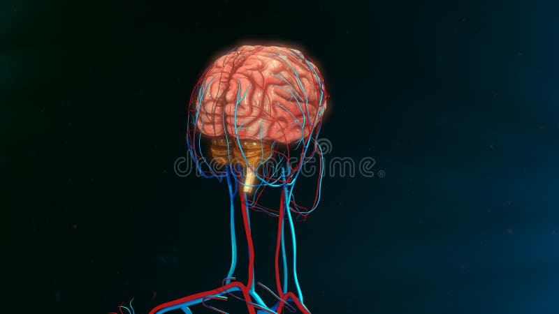 Human Brain stock photo. Image of nerves, areas, cerebellum - 76444934
