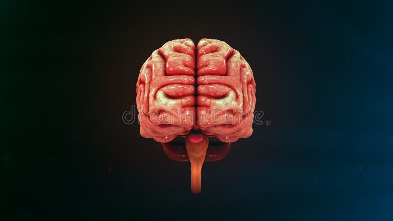 Human Brain stock image. Image of amygdala, cortex, areas - 73450809