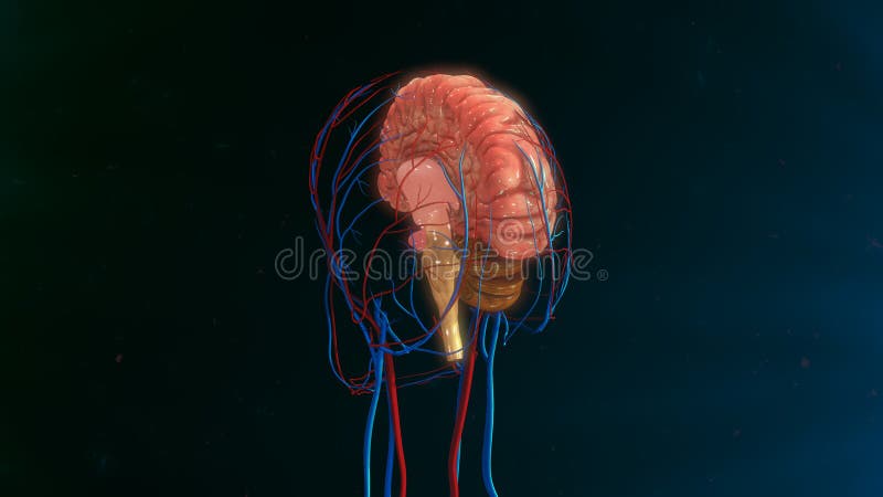 Human Brain stock photo. Image of blood, callosum, midbrain - 73451056