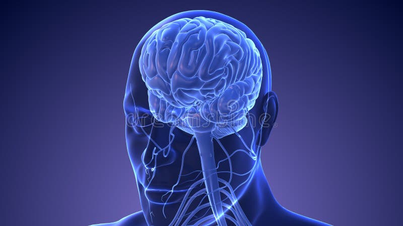 Human Central Nervous System with Brain Anatomy Stock Illustration ...