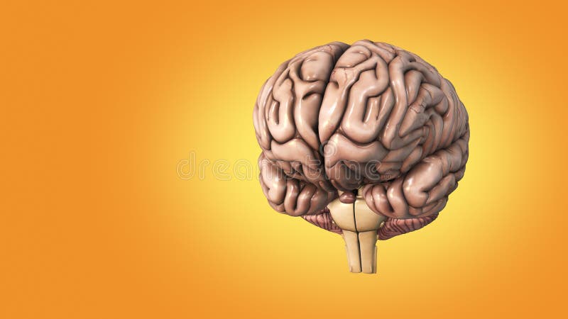 The Medical Structure of the Human Brain Stock Illustration ...