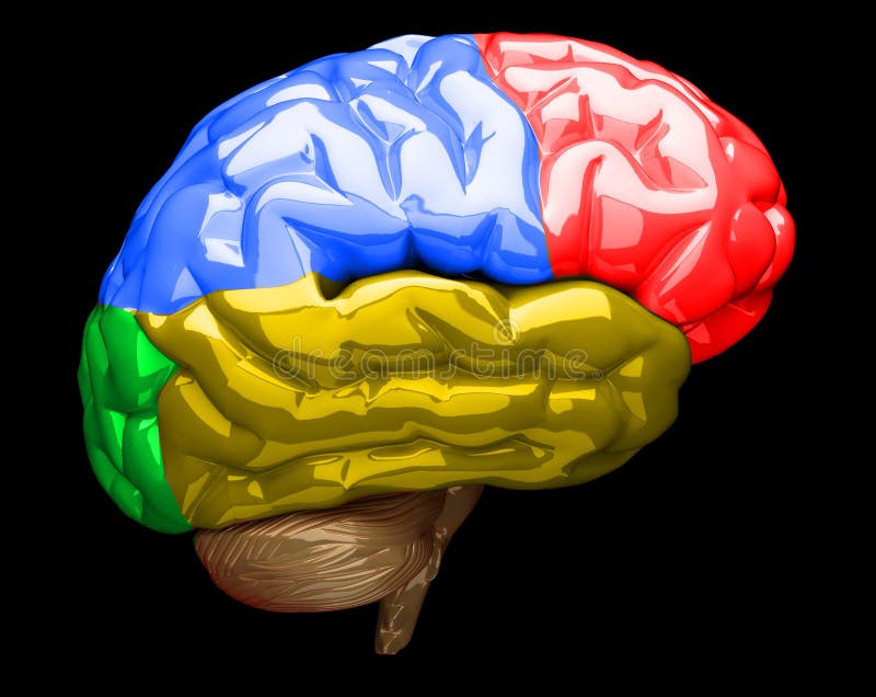 Human Brain Picture. Image: 31957934