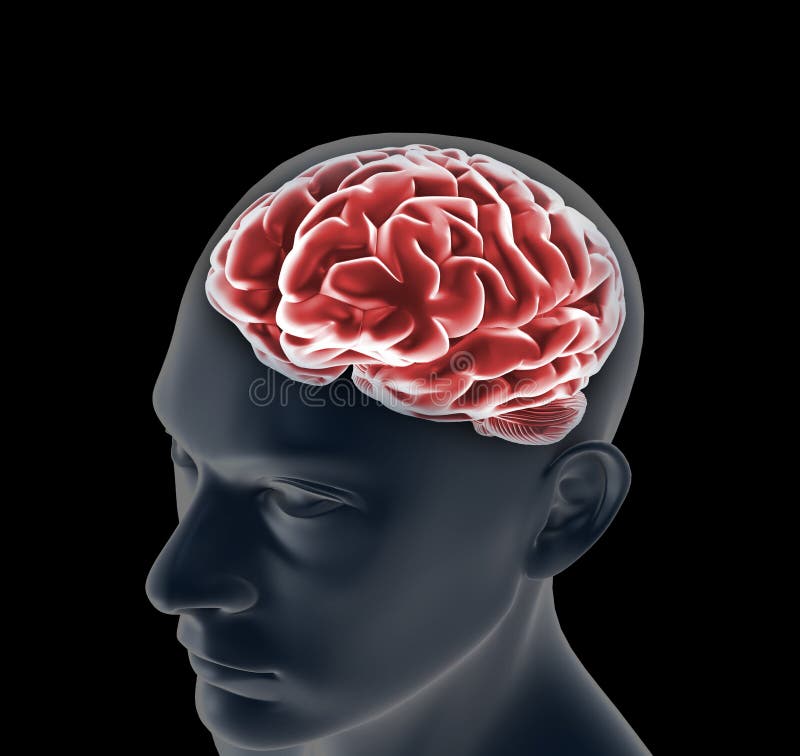 Human Brain Picture. Image: 31957934