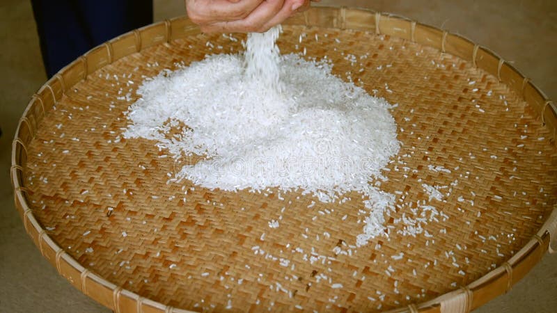 The Farmer Takes Rice from Burlap, Selects the Impurity Out Off the ...