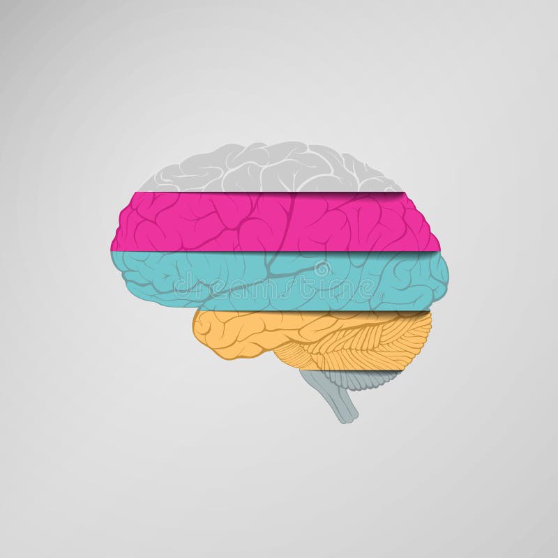 Human Brain Consists of Strips of Multicolored Paper Stock Vector ...