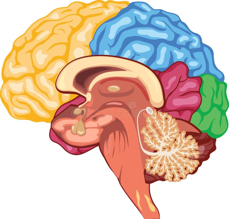 Human Brain with Colored Parts Stock Vector - Illustration of cartoon ...