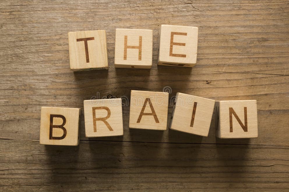 Human brain stock photo. Image of human, bankrupt, deflation - 70955388