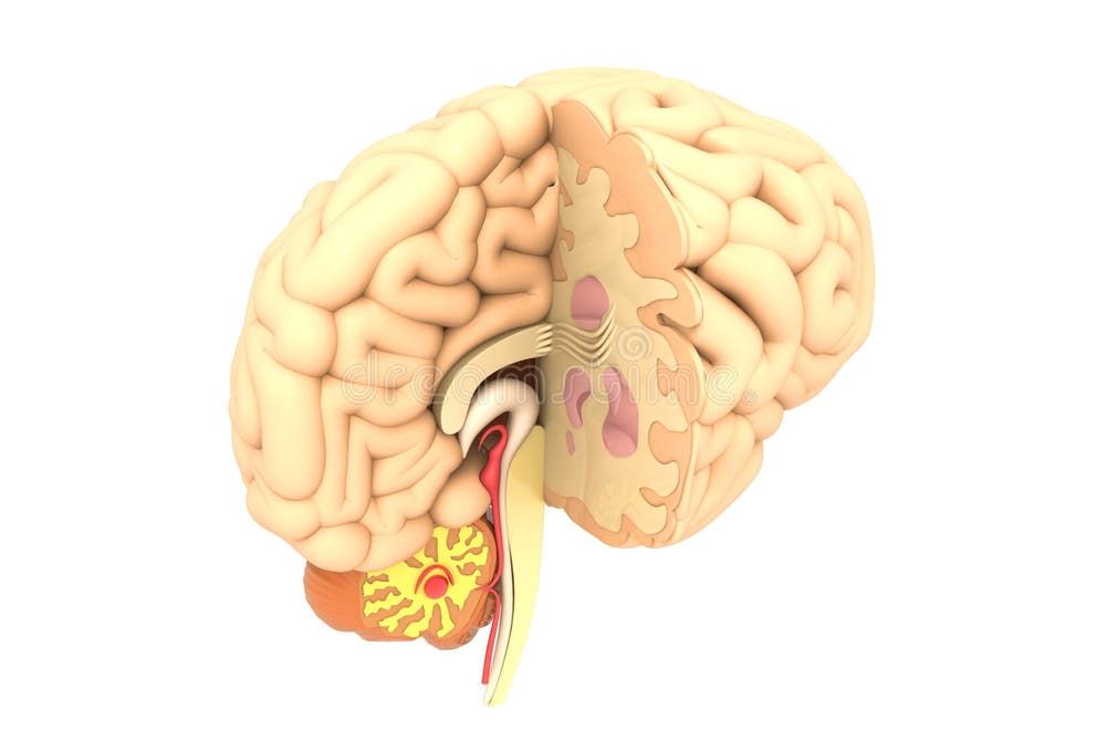 Human brain cross section stock illustration. Illustration of diagram ...