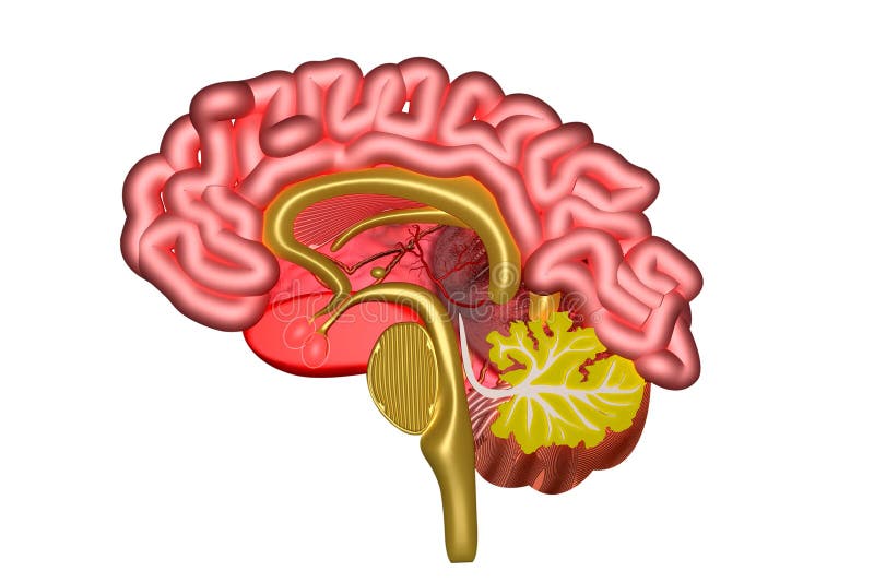 Human brain cross section stock illustration. Illustration of human ...