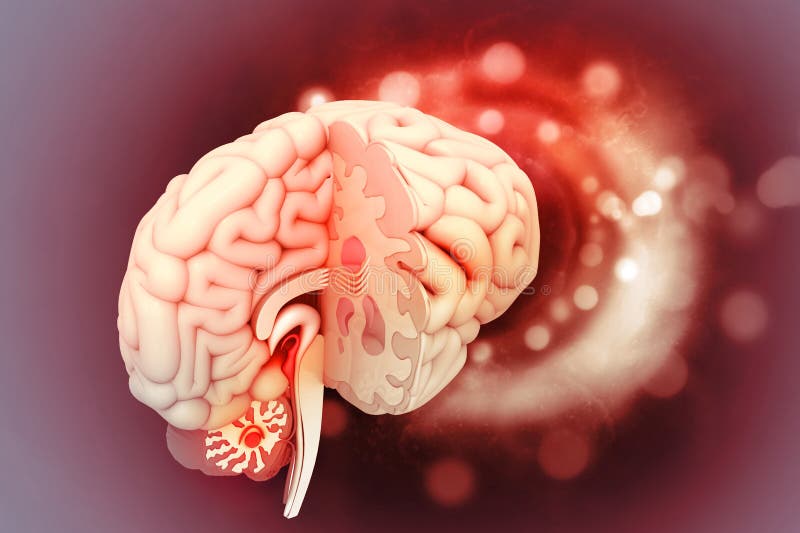 Human brain cross section stock illustration. Illustration of care ...