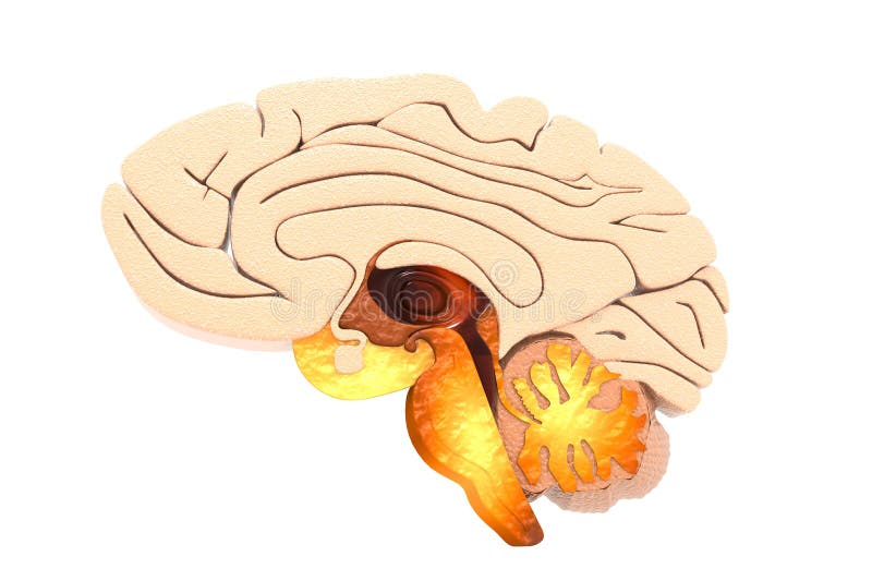 Human brain cross section stock illustration. Illustration of anatomy ...