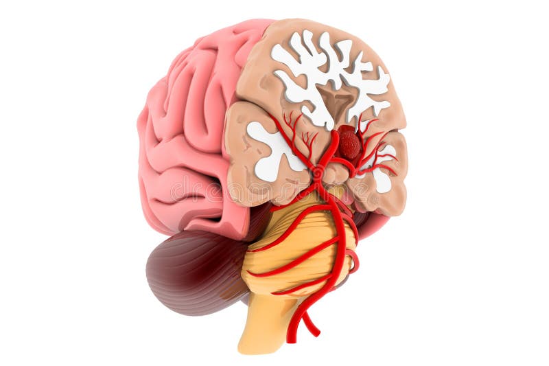 Human brain cross section stock illustration. Illustration of ...