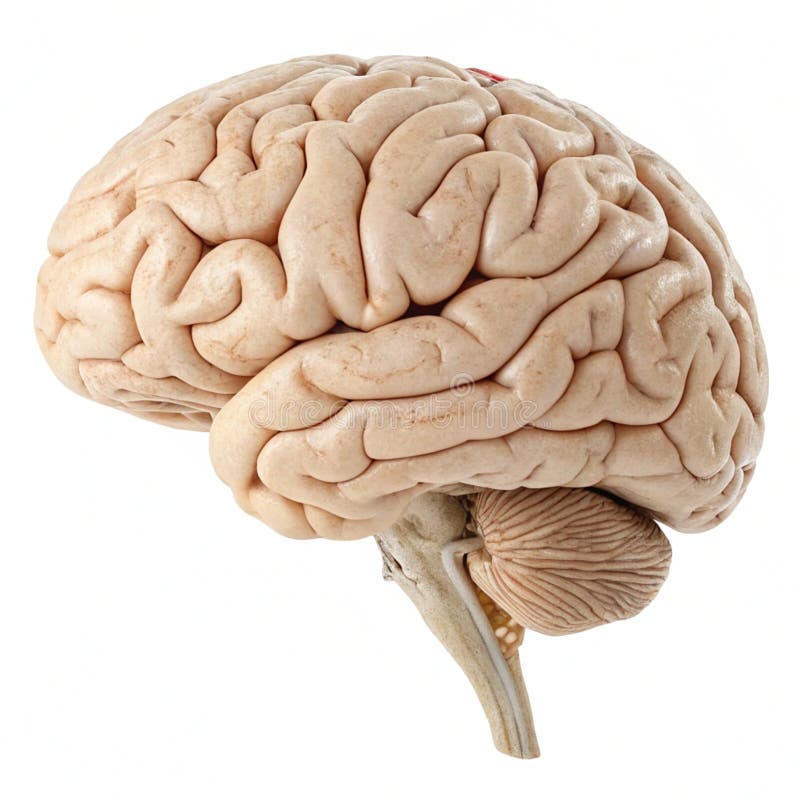 Human Brain 2D Illustration on White Background Stock Illustration ...