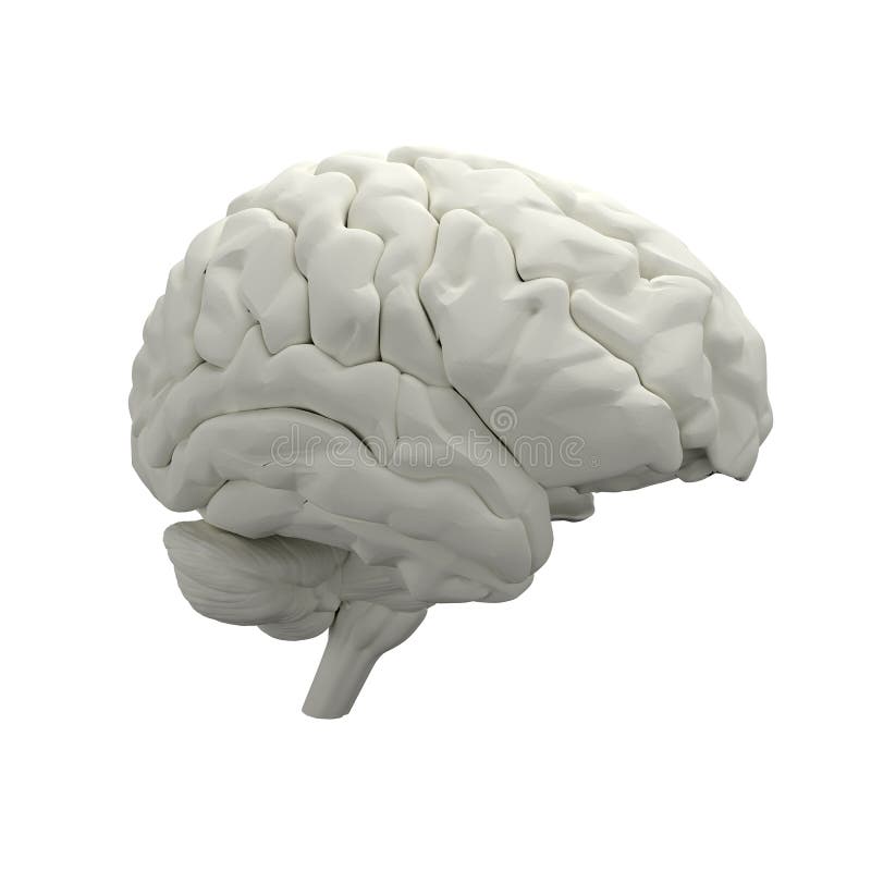 Human brain stock illustration. Illustration of neurology - 83891527