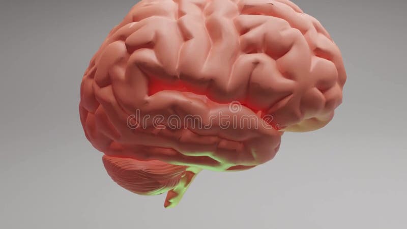 Human Brain – a 3D Render of the Human Brain Stock Video - Video of ...
