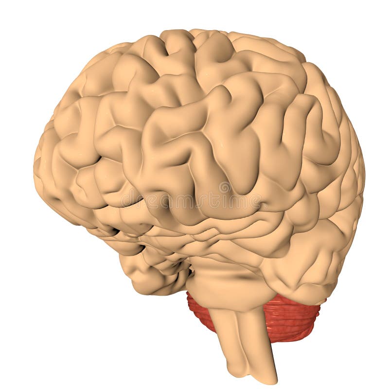 Human brain 3D render stock illustration. Illustration of human - 104311057