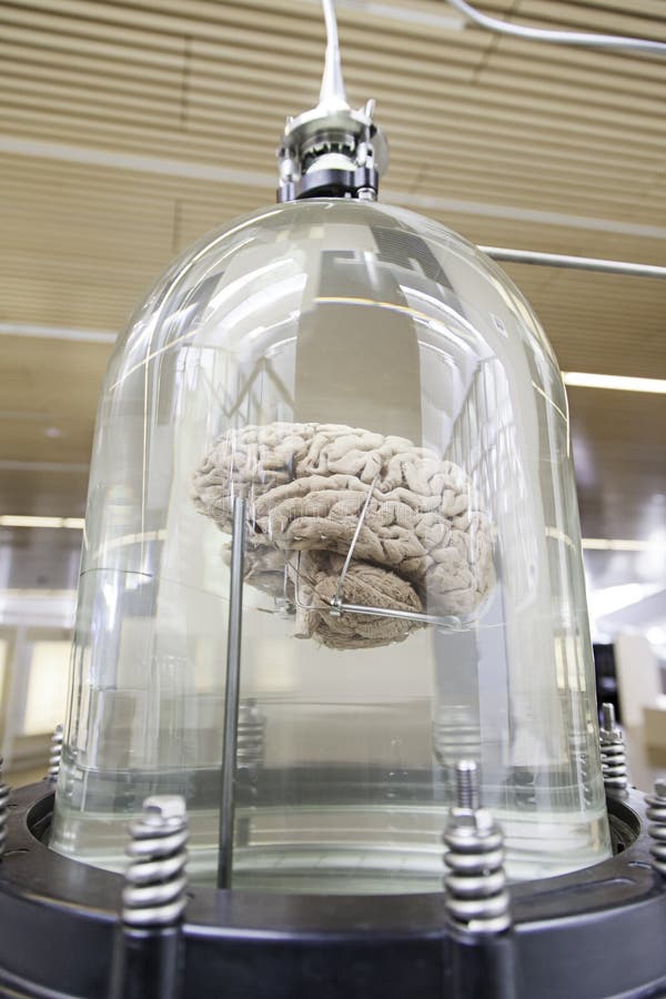 Real Brains stock image. Image of surgery, human, nervous - 1807493