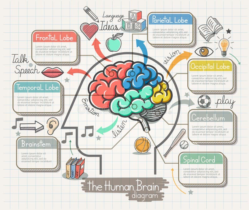 Brain Schema